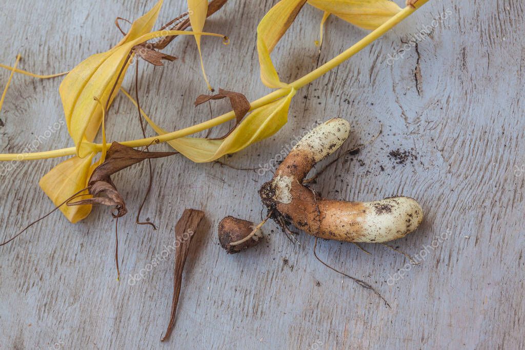 Raíz Gloriosa inmediatamente después del final de la temporada de ...