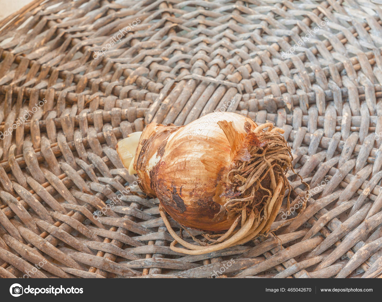 One Bulb Hippeastrum Amaryllis Roots Wicker Circle — Stock Photo ...
