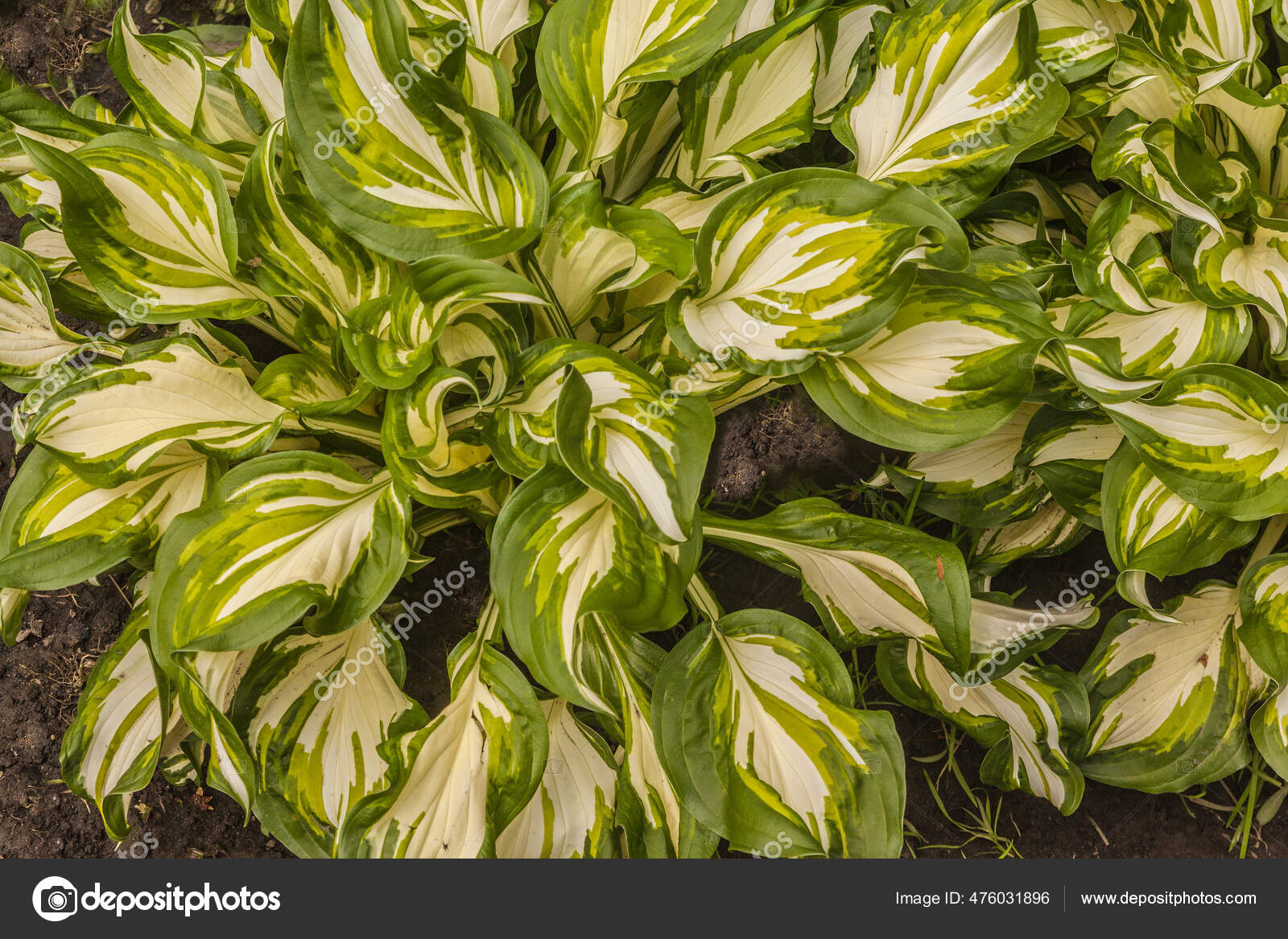 Variegated White Green Hosta 'Undulata' Curly Leaves Garden Flat Lay ...