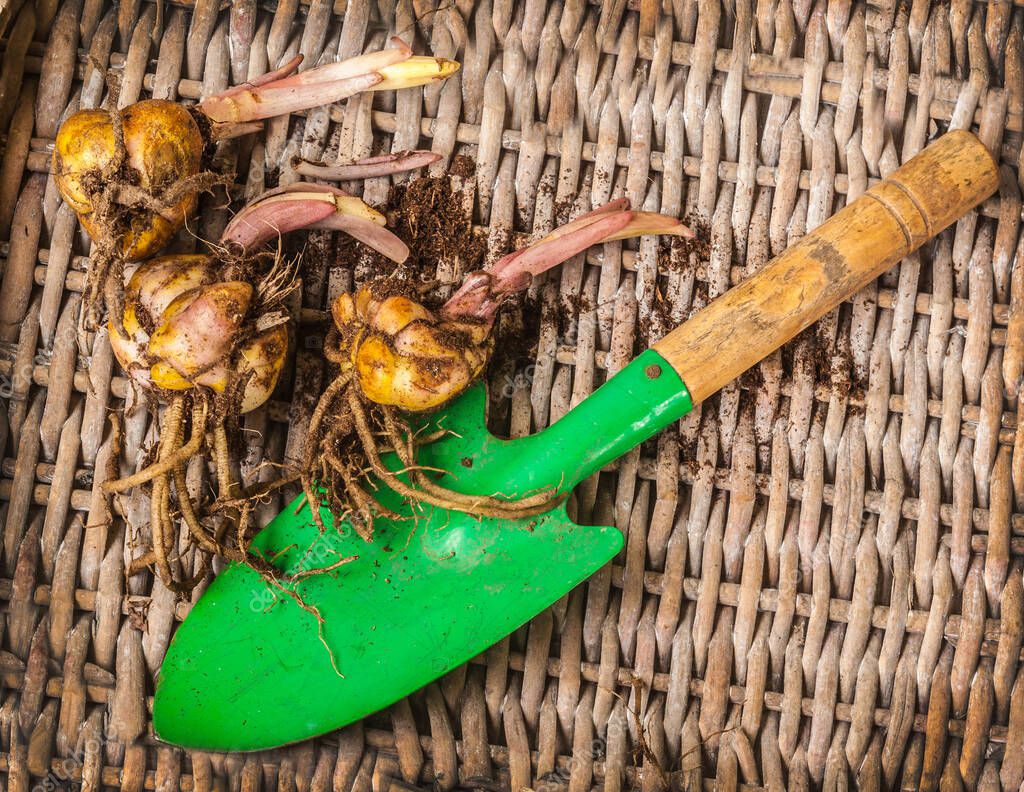 Tres bulbos de lirio híbridos orientales y pala de jardín antes de ...