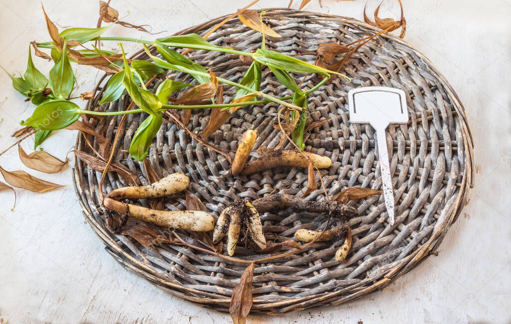 Raíces gloriosas inmediatamente después del final de la temporada de ...