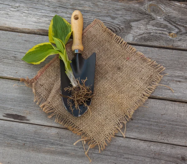 Fotos de Hout stekken, Imagens de Hout stekken sem royalties ...