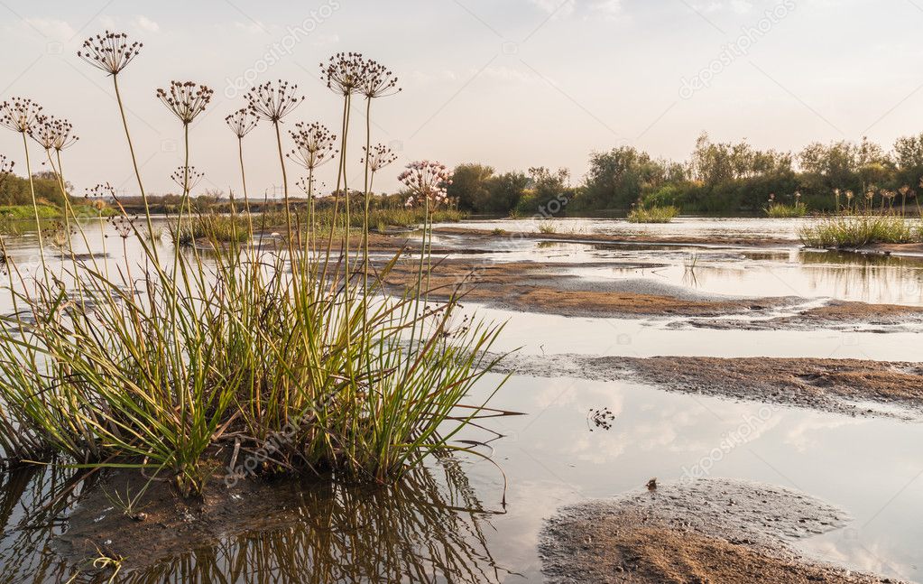 Shallowing of rivers and river bush plants — Stock Photo © olesia #82738958