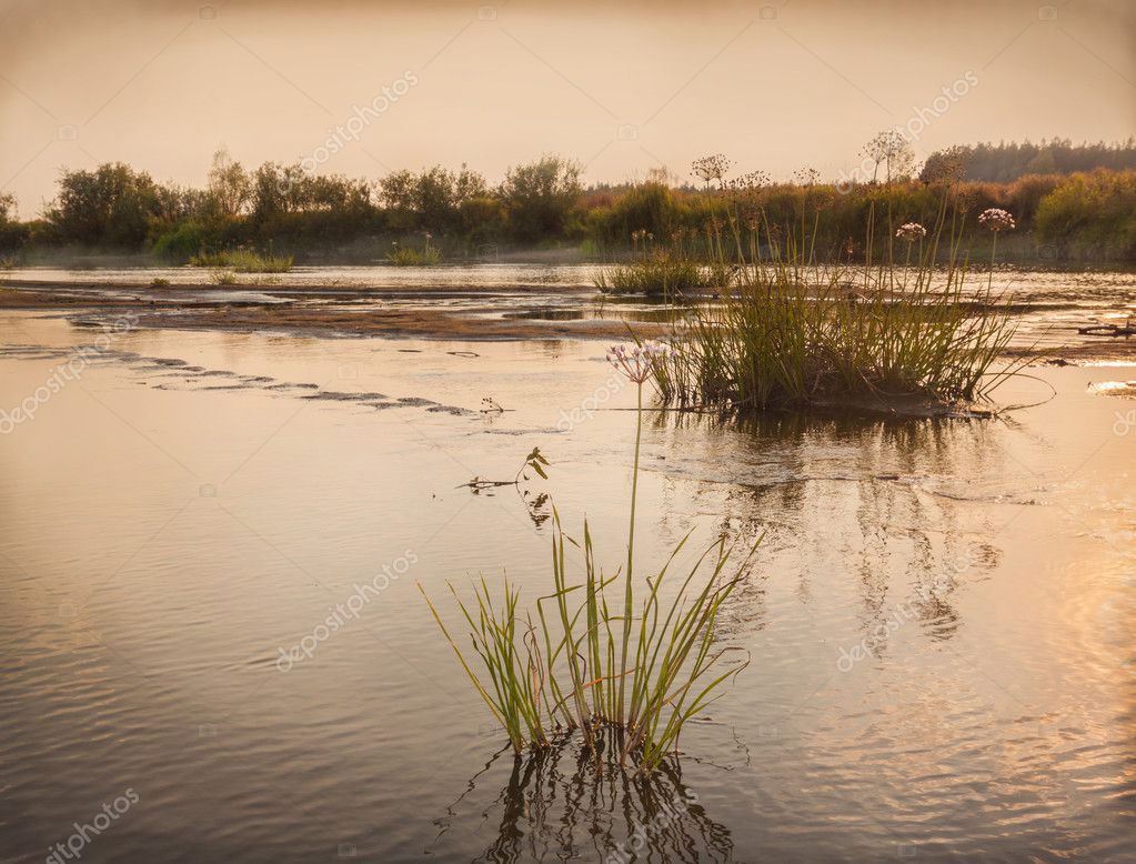 Shallowing of rivers and river bush plants Stock Photo by ©olesia 84575576