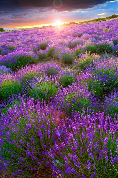 Sunset over a summer lavender field in Tihany, Hungary Stock Photo by ...