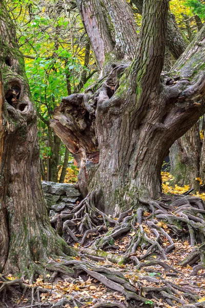 Big old tree Stock Photos, Royalty Free Big old tree Images | Depositphotos