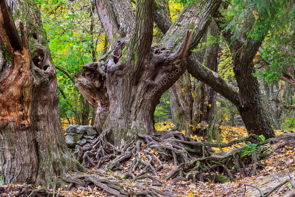 Big old tree Stock Photo by ©kavita 68721687