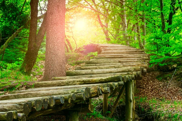 ᐈ Forest pathways stock images, Royalty Free forest pathway photos ...