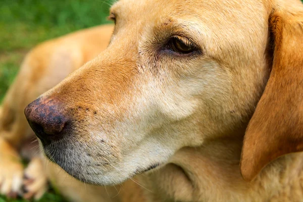 De Que Color Es La Piel De Un Labrador Amarillo