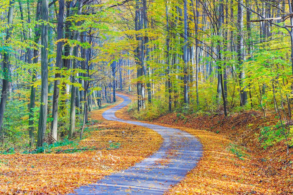 Footpath winding through colorful forest — Stock Photo © kavita #85910914