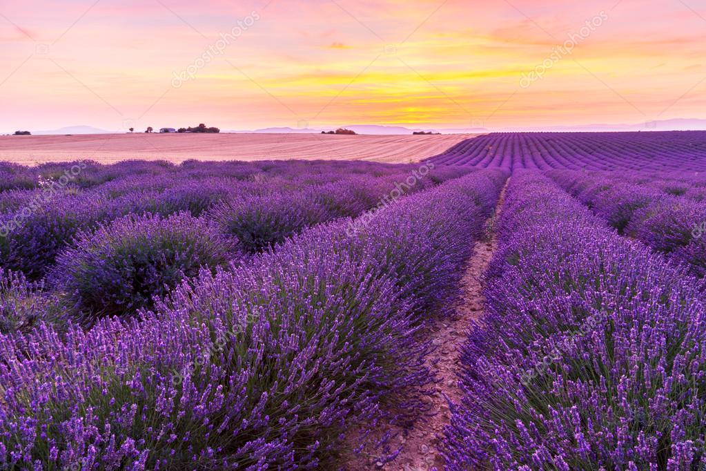 Bellissimo paesaggio dei campi di lavanda al tramonto in Provenza ...