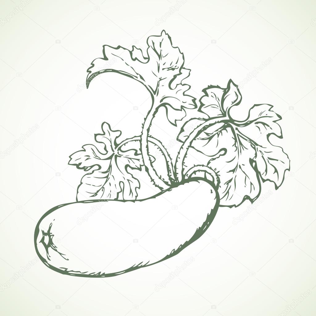Zucchini Plant Drawing