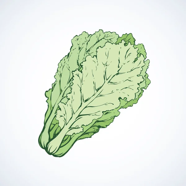 1,032 Chinese cabbage Vector Images | Depositphotos