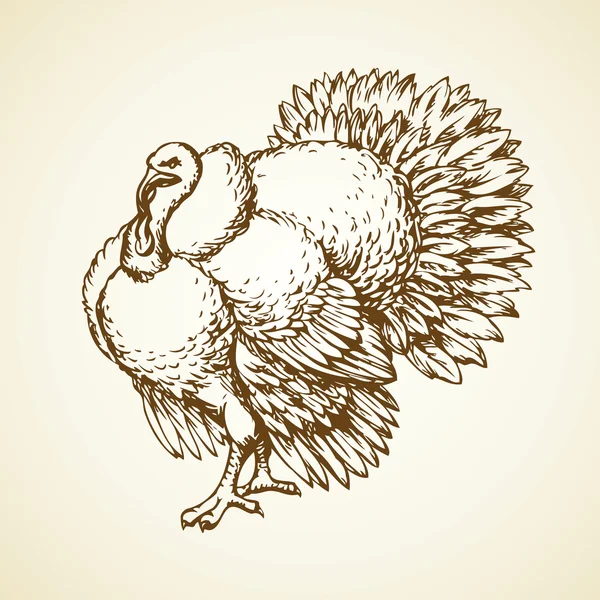 Turkey. Vector drawing — Stock Vector © Marinka #132929078