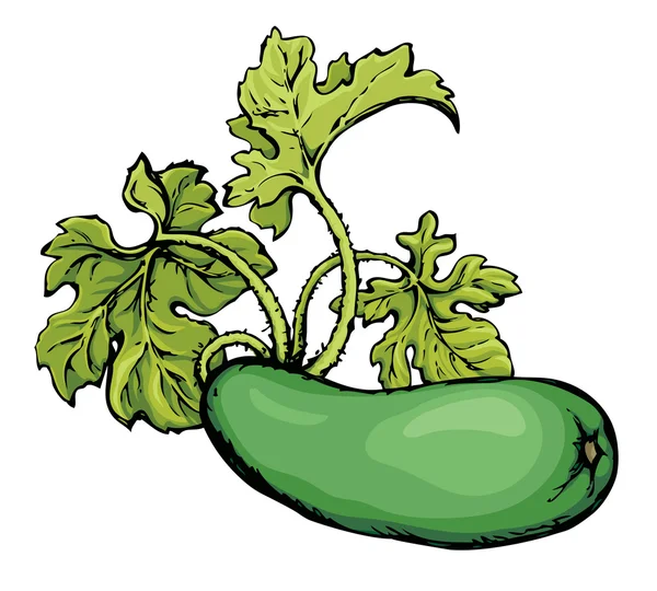 Cucurbitácea imágenes de stock de arte vectorial | Depositphotos