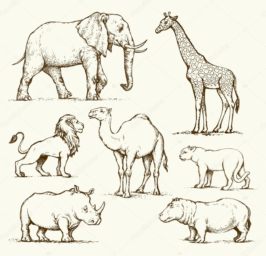 Image of animals for drawing | African animals. Vector drawing — Stock ...