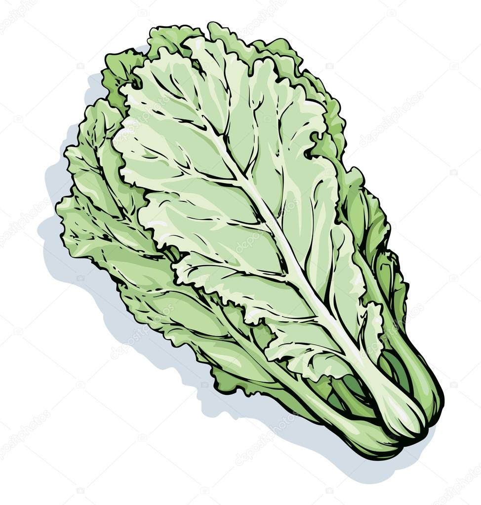 Chinese cabbage. Vector drawing Stock Vector by ©Marinka 110763490