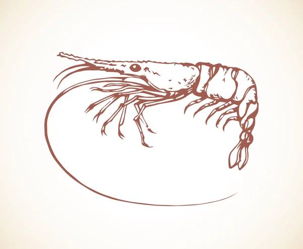 631 Tiger prawn Vector Images, Tiger prawn Illustrations | Depositphotos