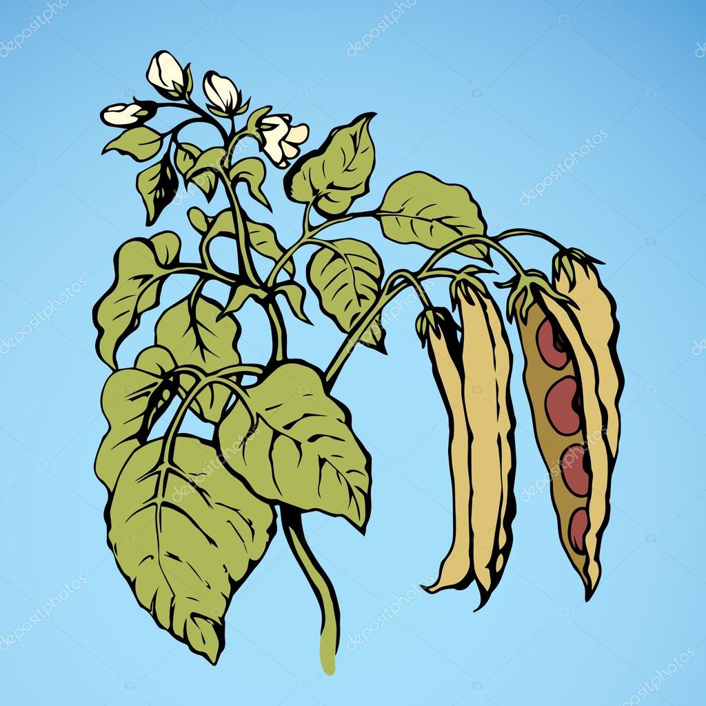 Ramas frijoles. Dibujo vectorial Vector de stock #116971510 de ©Marinka