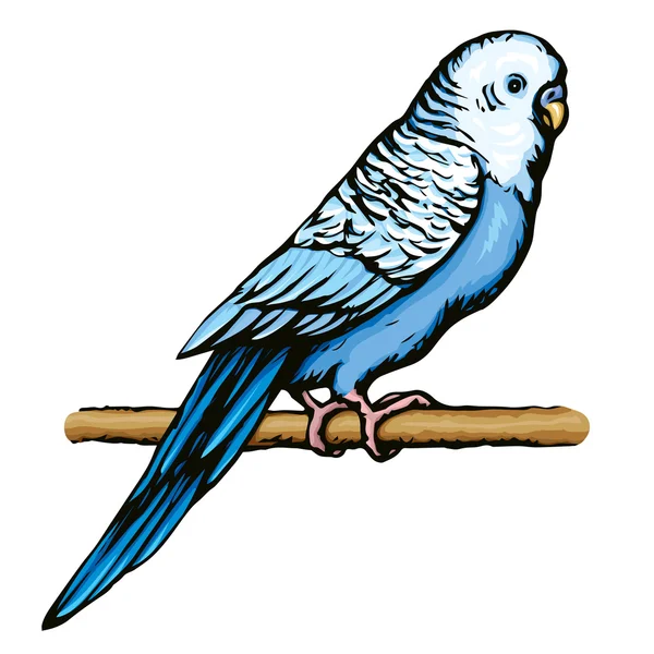Vectores de stock de Blue parakeet, ilustraciones de Blue parakeet sin ...