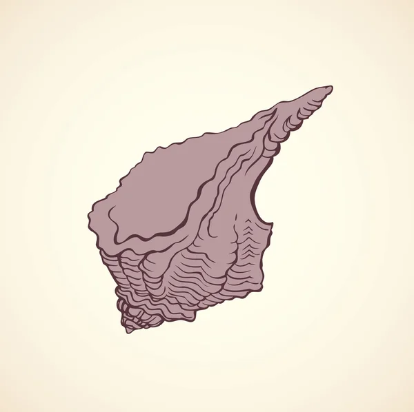 65 Cowry Vector Images, Cowry Illustrations | Depositphotos