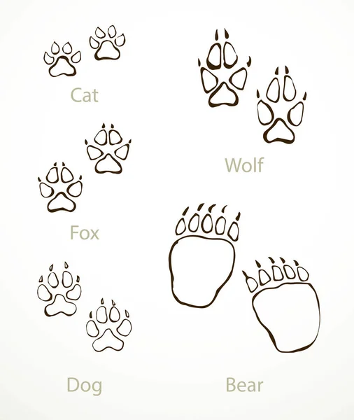 Puma footprint Vector Art Stock Images | Depositphotos