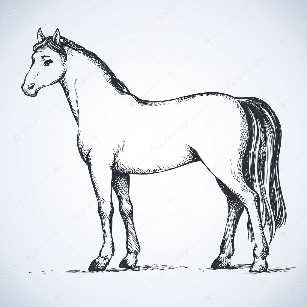Disegno Cavallo Bianco