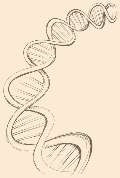 Simple Dna Strand Drawing