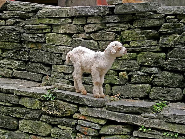Goat stairs Stock Photos, Royalty Free Goat stairs Images | Depositphotos