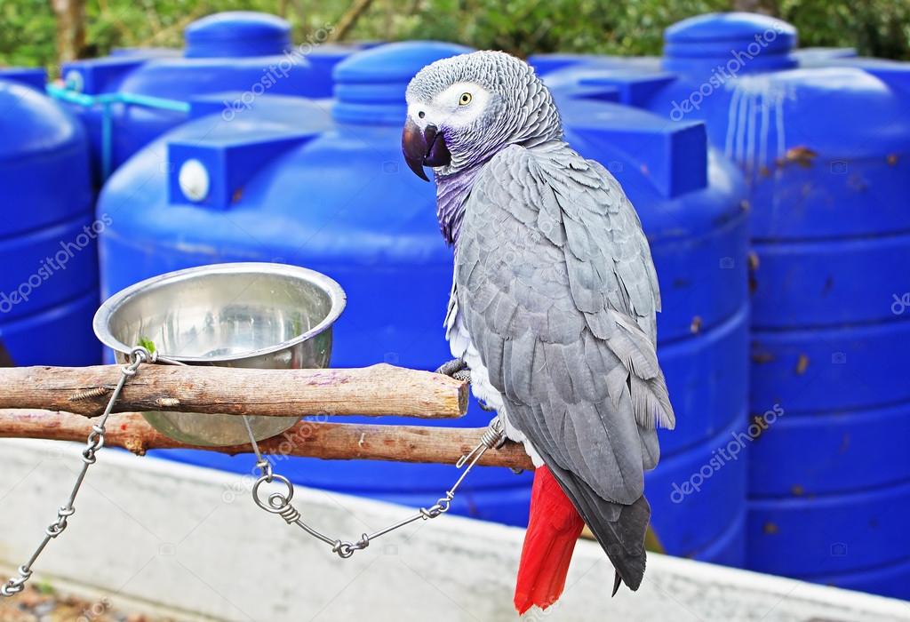 El loro gris africano (Psittacus erithacus), también conocido como loro ...