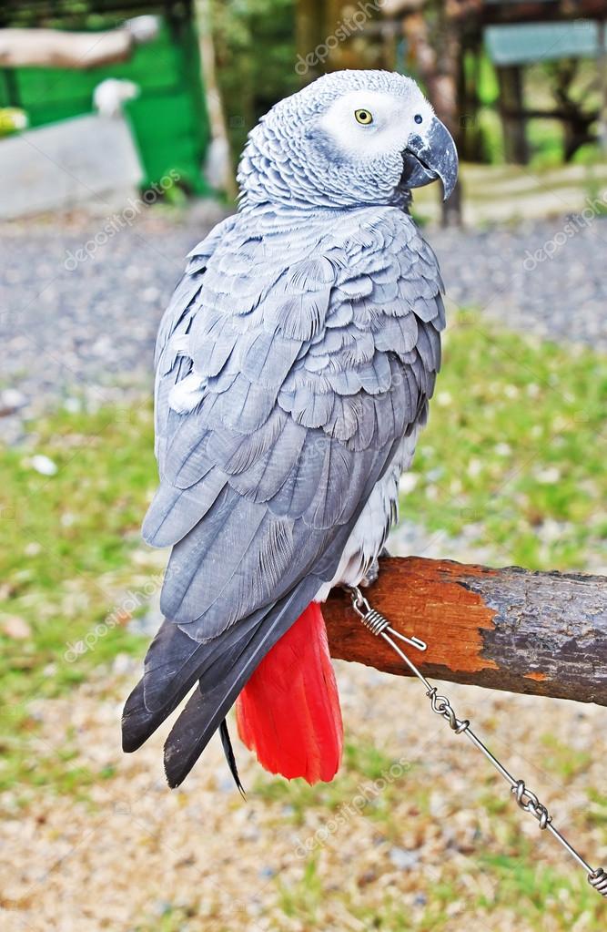 El loro gris africano (Psittacus erithacus), también conocido como loro ...