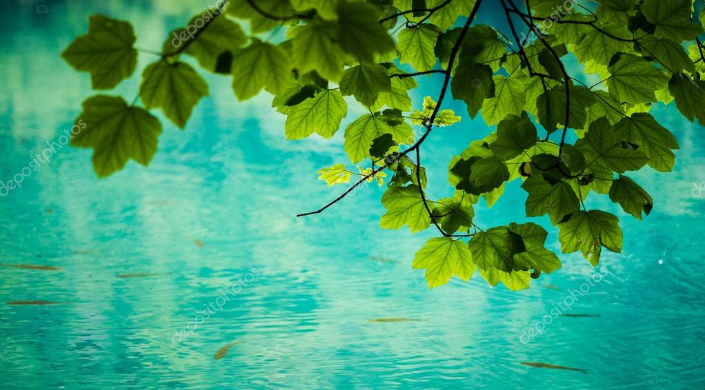 Green leaves over water surface — Stock Photo © loriklaszlo #52436135