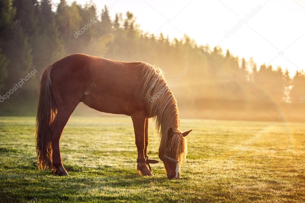 Caballo pastando en un campo verde al amanecer, paisaje — Foto de stock ...
