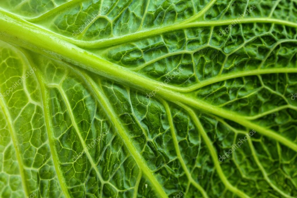 Hoja de col de col verde fresca como fondo de textura 2024