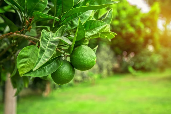 Lime tree Stock Photos, Royalty Free Lime tree Images | Depositphotos