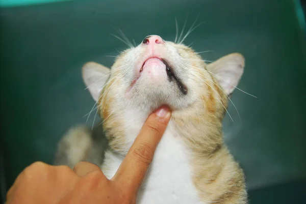 Scratch chin Stock Photos, Royalty Free Scratch chin Images | Depositphotos