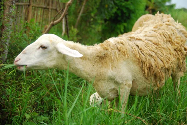 African sheep Stock Photos, Royalty Free African sheep Images ...