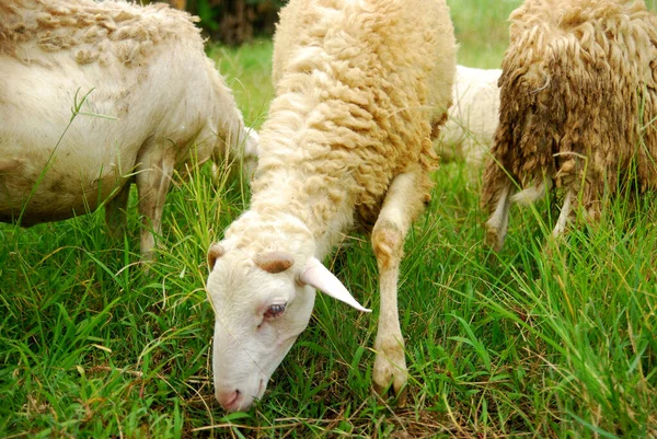 African sheep Stock Photos, Royalty Free African sheep Images ...