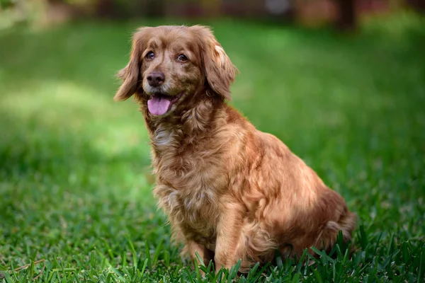 Irish setter Stock Photos, Royalty Free Irish setter Images | Depositphotos