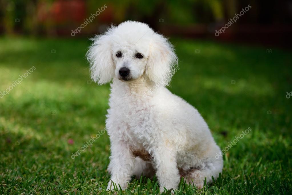 Are All Poodles French