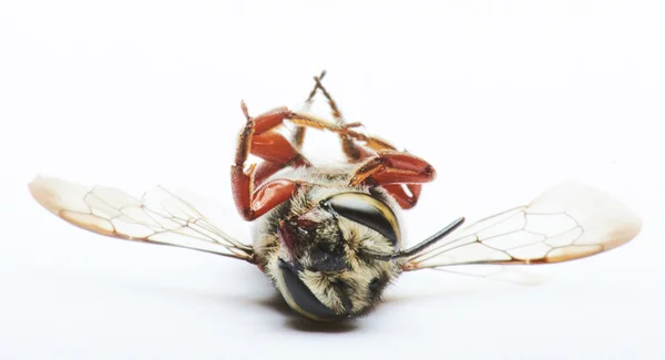 Imagenes insectos sobre cadaver Stock Photos, Royalty Free Imagenes ...