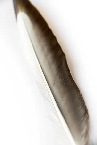 Goose feathers Stock Photos, Royalty Free Goose feathers Images ...