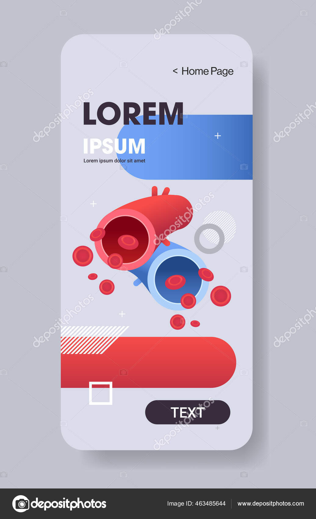 Red artery and blue vein human circulatory system anatomy of blood ...