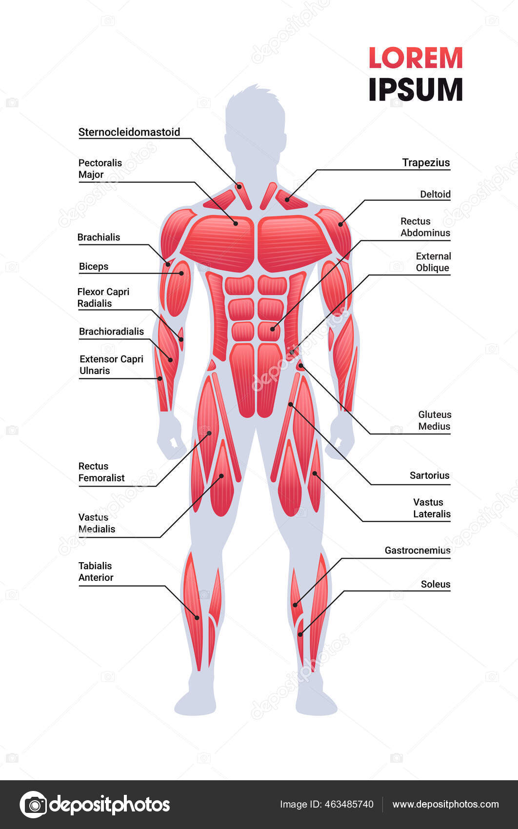 Male muscular system board human body structure muscle map full length ...