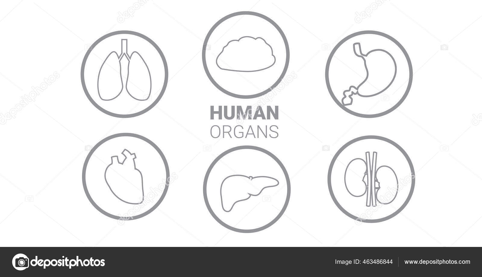 Sistema humano órganos internos estómago anatómico hígado riñones ...
