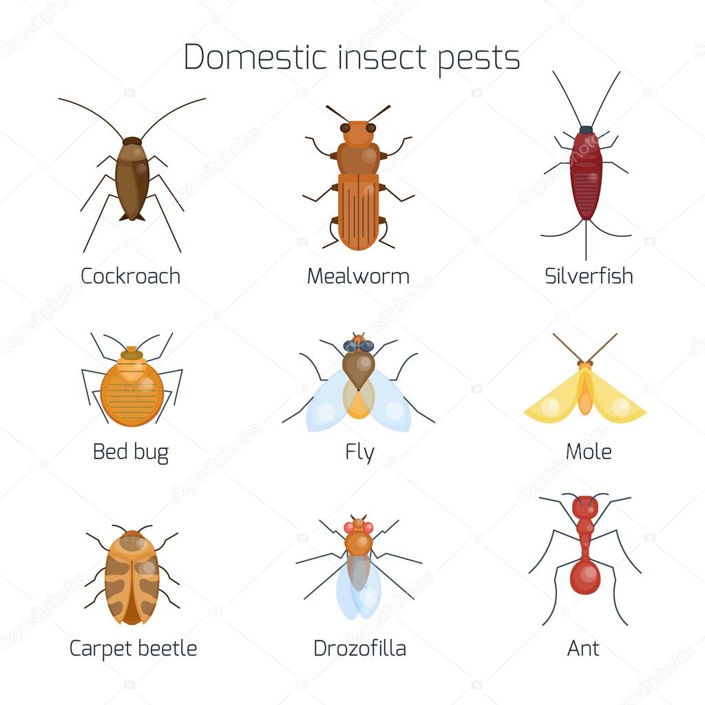 Conjunto de plagas de insectos domésticos . Vector de stock por ©Nesele ...