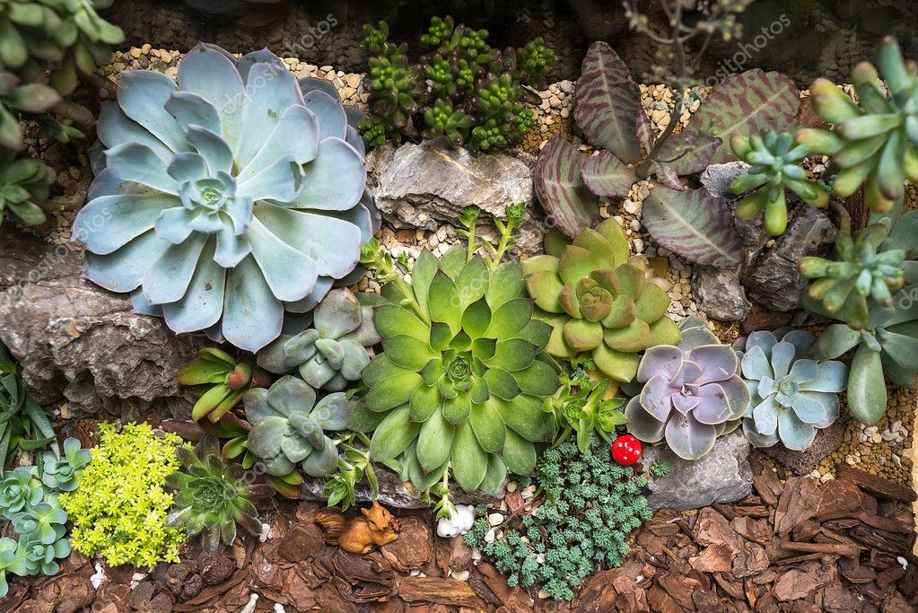 Miniature succulent plants Stock Photo by ©firefox 100778230