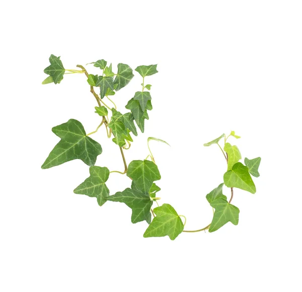 Ivy Isolated White Background Natural Green Texture — Stock Photo ...