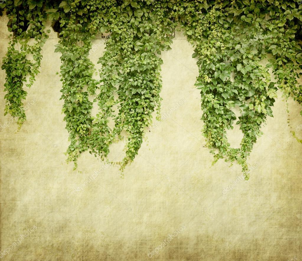 Green ivy on old grunge antique paper texture — Stock Photo © firefox ...