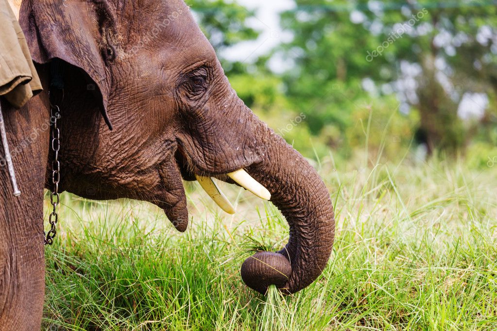Elephant in Chitvan National Park Stock Photo by ©kamchatka 106484934